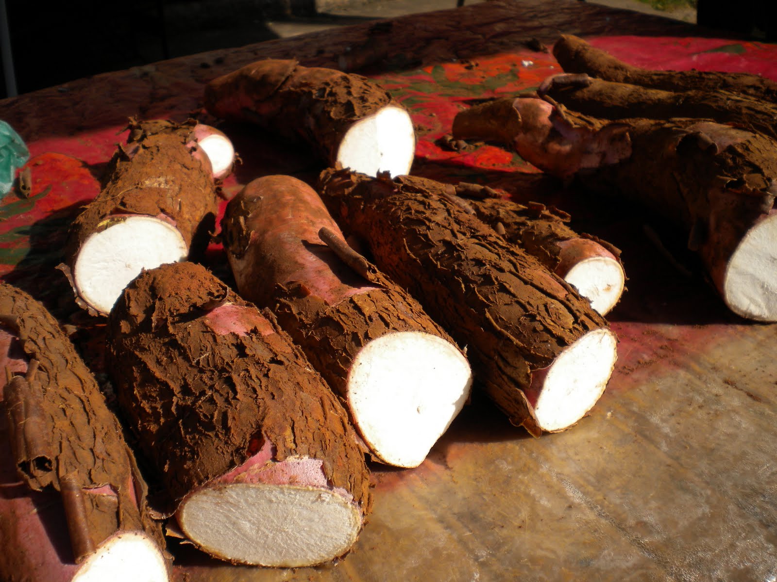 Denis Garcia Corrêa: Mandioca - O alimento do século 21